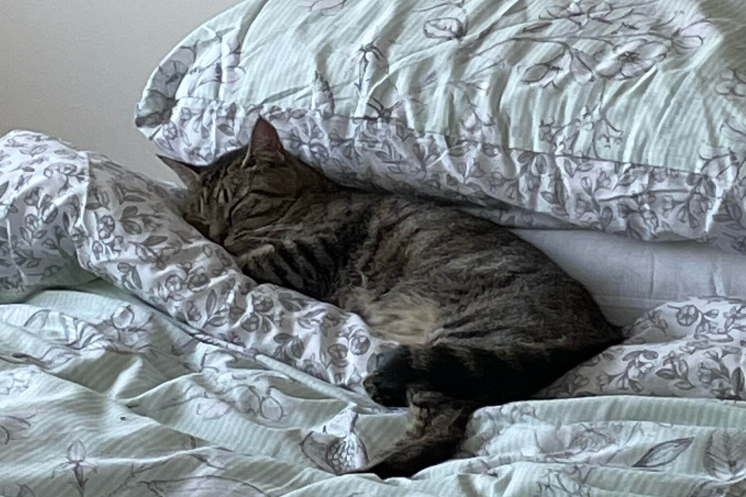 Heidi Sutton's Snugg Story - Snugg Homes